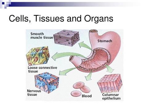 Ppt Cells Tissues Organs And Systems Powerpoint Ppt Cells Tissues Organs And Systems Powerpoint
