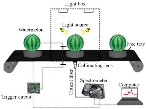 Research Progress On Non Destructive Detection Of Internal Quality Of Fruits With Large Size And