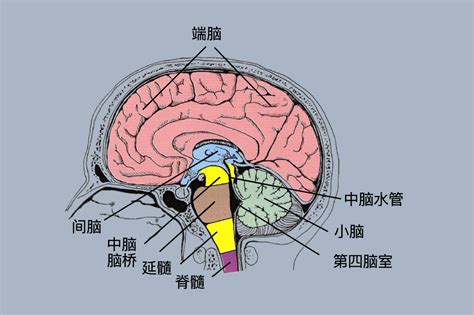 脑结构图有来医生