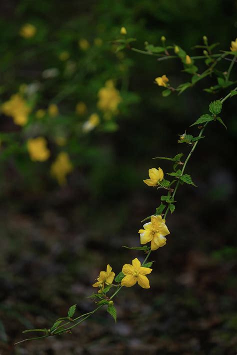 Yamabuki Photograph By Yuka Kato Fine Art America