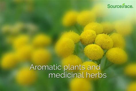 The Medicinal And Aromatic Plants Industry Sourcetrace Systems