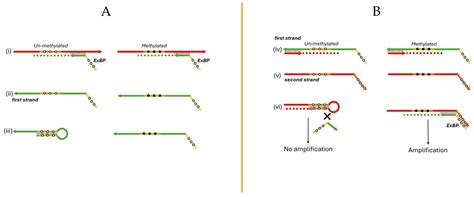 Novel Semi Nested Real Time Pcr Assay Leveraging Extendable Blocking