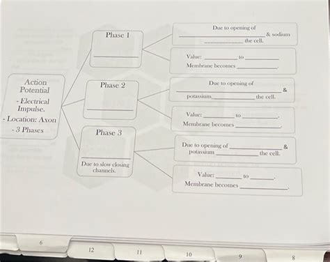 Solved Action Potential Electrical Impulse Location