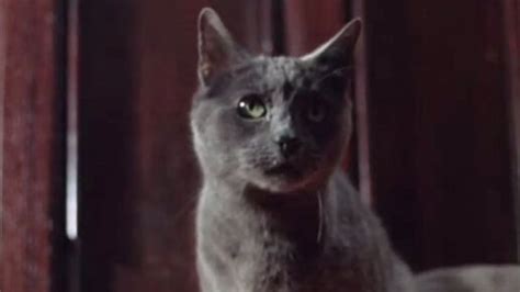 Sharon Gurney Archives Cinema Cats
