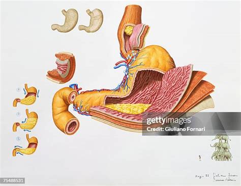 Cross Section Of The Gallbladder Photos And Premium High Res Pictures
