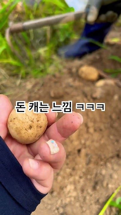 햇감자 수확했어요 포슬포슬 맛있다 감자 잘 캐는 법 주말농장 Mukbang Farming Farmer Youtube