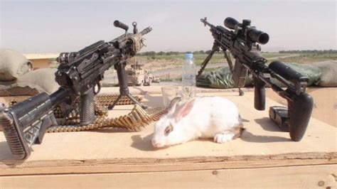 Assault Bunny Myconfinedspace