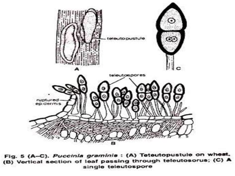 life cycle of pythium albugo erysiphe claviceps ustilao and