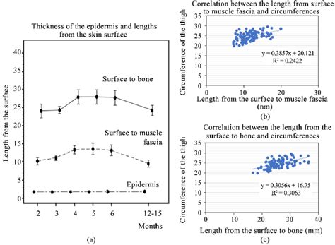 Thickness Of The Epidermis Lengths From The Skin Surface To The Muscle