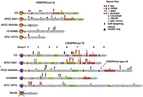 Cripsr Spacer Diversity And Conservation Crispr Cas Arrays Are