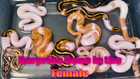 Ball Python Egg Cutting Clutch 6 Pastel Banana Pied X Pied Cinny