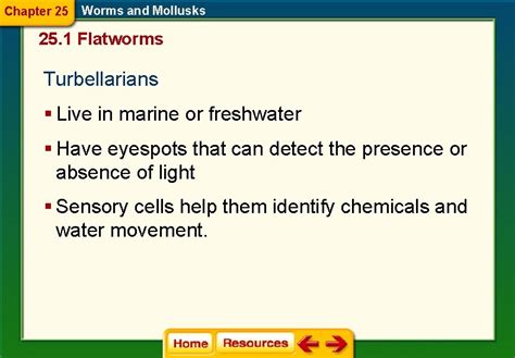 Chapter 25 Worms And Mollusks 25 1 Flatworms