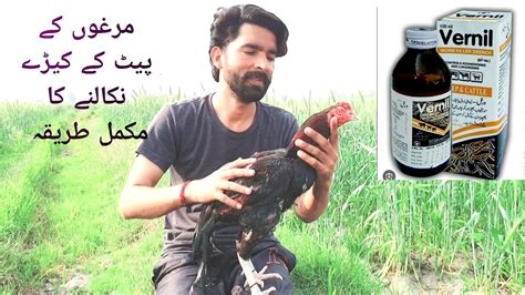 How To Deworm Your Roostermurghay Kay Pait Kay Keeray Khatam Krnay Ka