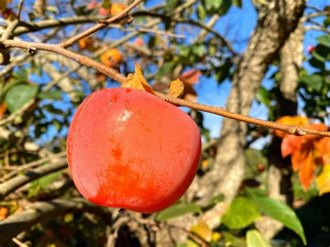 Persimmons What Are They And How To Use Them Eating Around Italy
