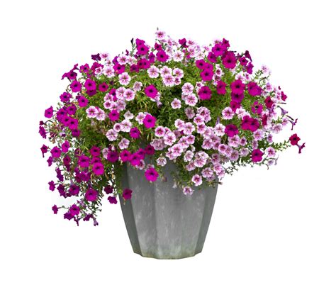 Flower Stand Pngs For Free Download