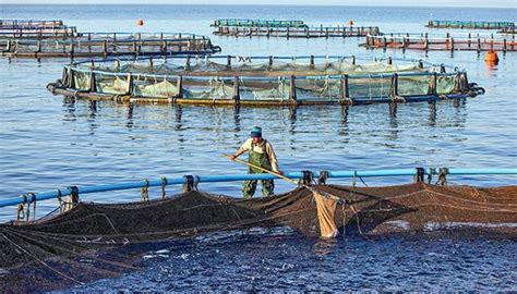 Lyd Critica Nueva Ley De Pesca Noticias De Chile Y El Mundo