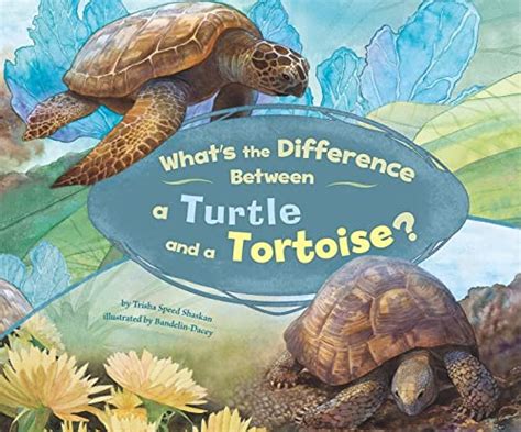Dive Into Reading With These Top Turtle Books For Preschoolers
