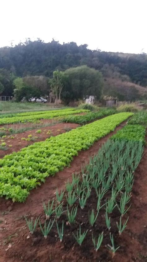 Pin By Umar Draz Marath On Vegetable Planted In 2024 Vegetable Garden
