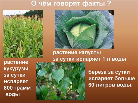 Выделение у растений - презентация онлайн