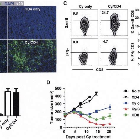 Cd4 ؉ Effector T Cells Enable And Collaborate With Intratumoral Cd8 ؉ T