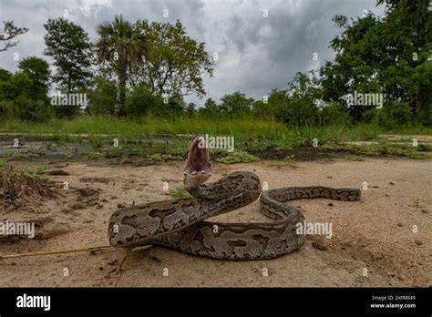 African Rock Python Python Sebae In A Defensive Posture In Gorongosa