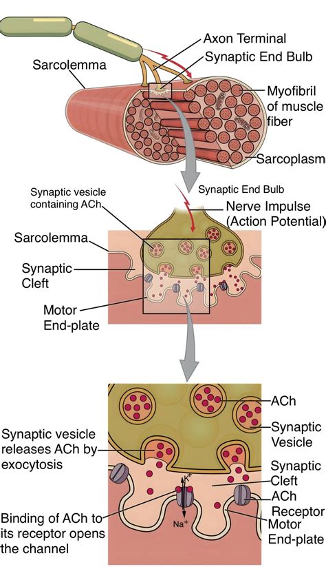6 4 Skeletal Muscle Medicine Libretexts