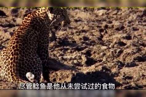 花豹捕捉三十斤的大鲶鱼！抓捕过程太精彩，大象无意帮助花豹捕鱼大象鲶鱼过程