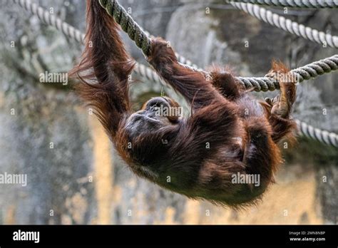 Orangutan A Critically Endangered Great Ape From Southeast Asia