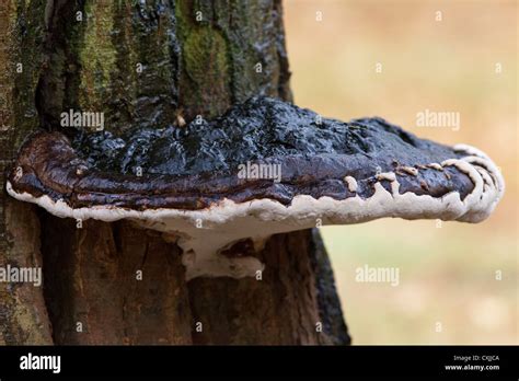 Fungi Growing On A Tree UK Stock Photo Royalty Free Image Alamy