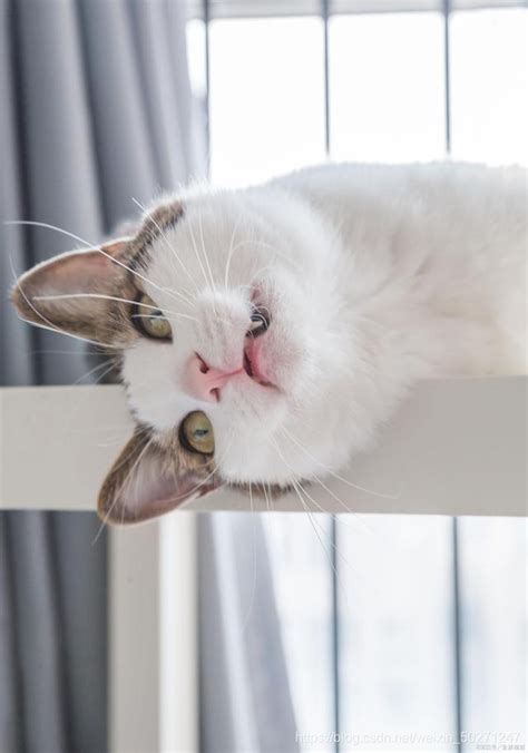 软件测试之缺陷管理中bug的几种状态bug状态 Csdn博客