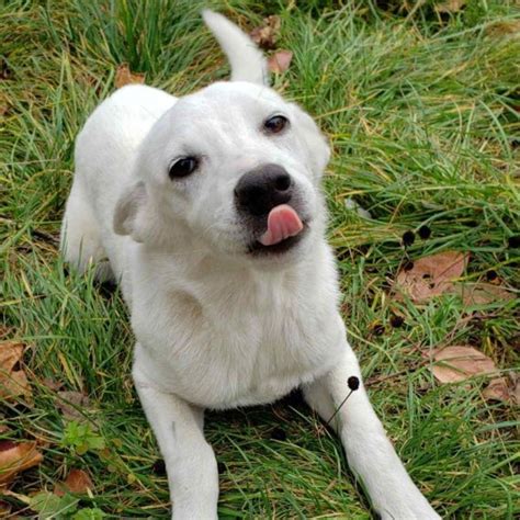 Umka Chien Croisé e à l adoption Neuilly Plaisance Pet Adoption