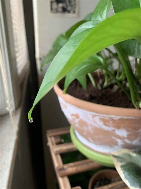 When You Butt Chug So Hard Your Pothos Gets Precum Rhouseplants