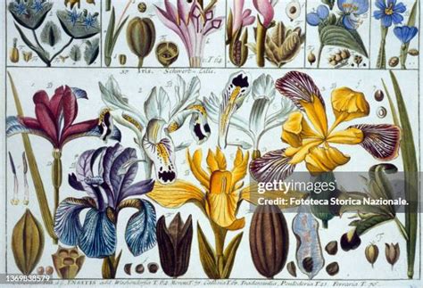 Flower Dissected Photos And Premium High Res Pictures Getty Images