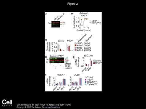 P53 Suppresses Metabolic Stress Induced Ferroptosis In Cancer Cells