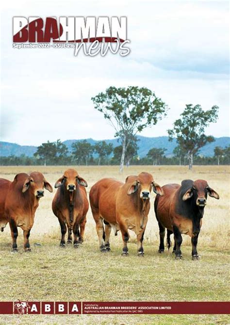 Brahman News September 2022 Australian Brahman Breeders Association