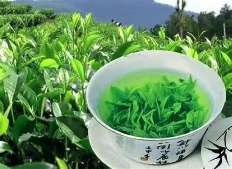 大別山區清明前後採茶忙 每日頭條