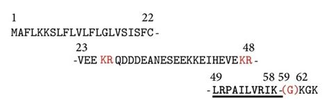 a nucleotide and translated open reading frame amino acid sequence of
