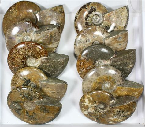 Lot 5 1 2 To 7 Polished Ammonite Fossils 10 Pieces 82651 For