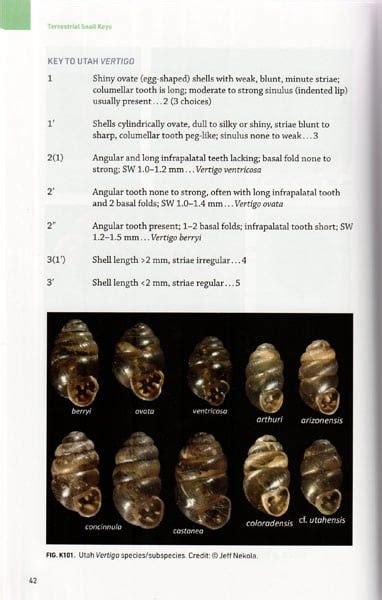 Utah Mollusk Identification Guide Utah Mollusk Identificatio