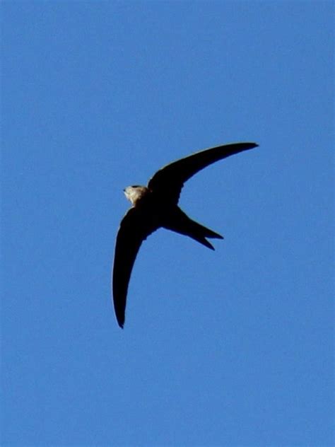 Pacific Swift Apus Pacificus