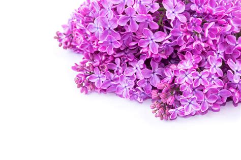흰색 배경에 고립 된 라일락 꽃의 꽃다발 주사기 저속한 공간을 복사합니다 인사말 카드 0명에 대한 스톡 사진 및 기타 이미지
