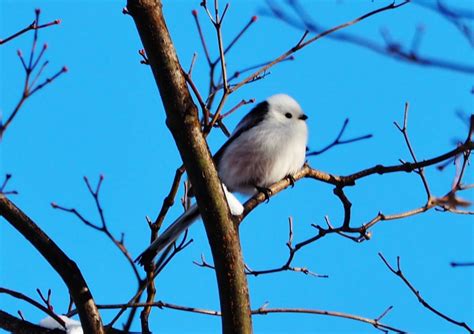 日本野鳥の会 札幌支部 エナガよエナガ円山公園