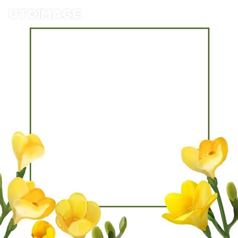 유토이미지 프리지아꽃 프레임입니다 꽃말 배경 꽃