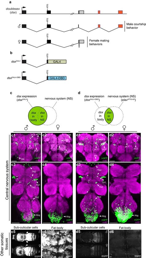 Figures And Data In Neural Circuitry Coordinating Male Copulation ELife