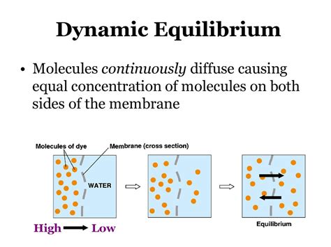 Structure Of Cell Membrane Ppt Download