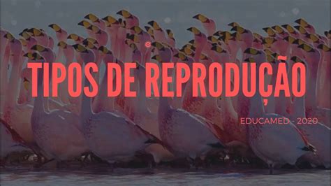 Biologia Tipos de reprodução sexuada YouTube