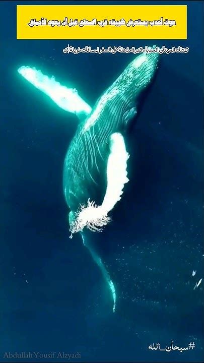 حوت أحدب يستعرض قوته سبحانالله Youtube