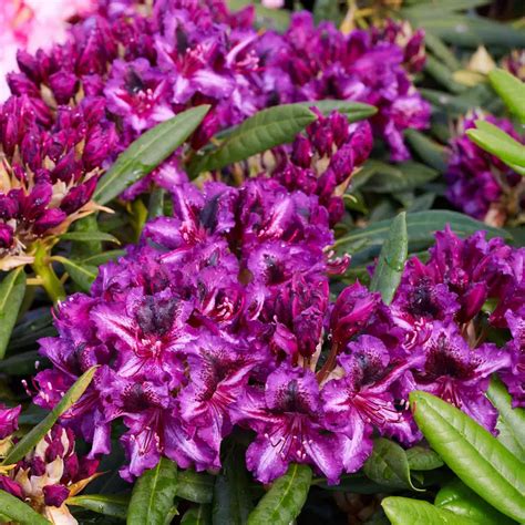 Рододендрон Gunter Dinger C6 H50 60 Купити саджанці Ціна в Україні