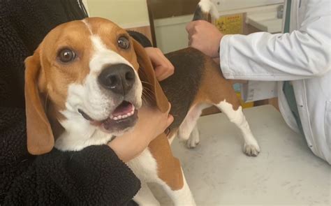 第一次被从肛门测温，狗：😨 比格犬受害者联盟本盟 比格犬受害者联盟本盟 哔哩哔哩视频