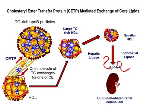 Thomas Dayspring On Twitter Illustration Of Indirect Reverse Cholesterol Transport Where Hdl